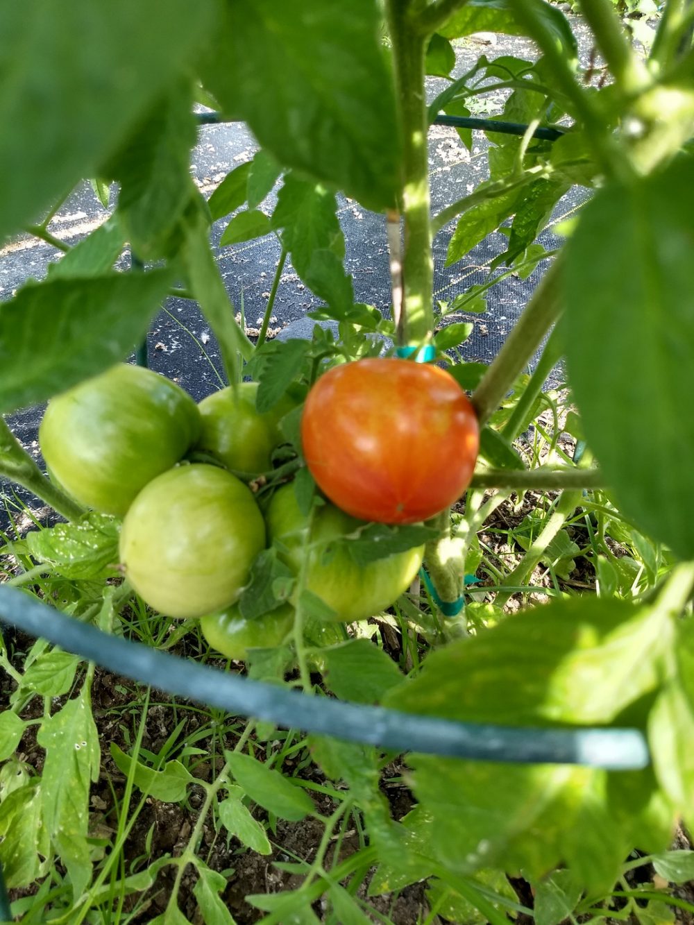 How The Amish Grow Vegetables