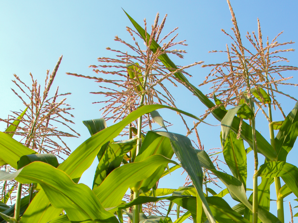 I Found a Wilted Corn Patch Today - Efundies.com